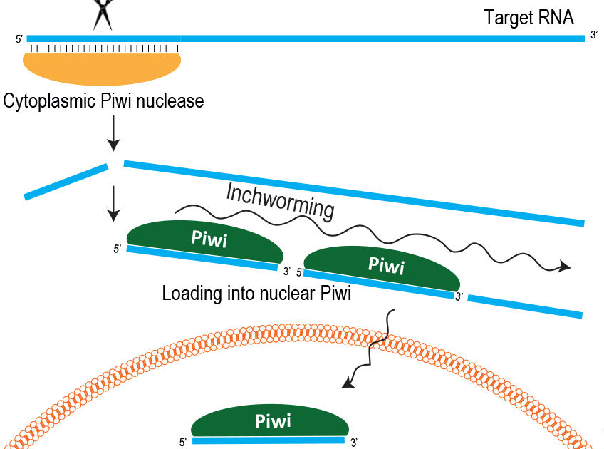 DNA protection, inch by inch – EMBLEM Technology Transfer GmbH